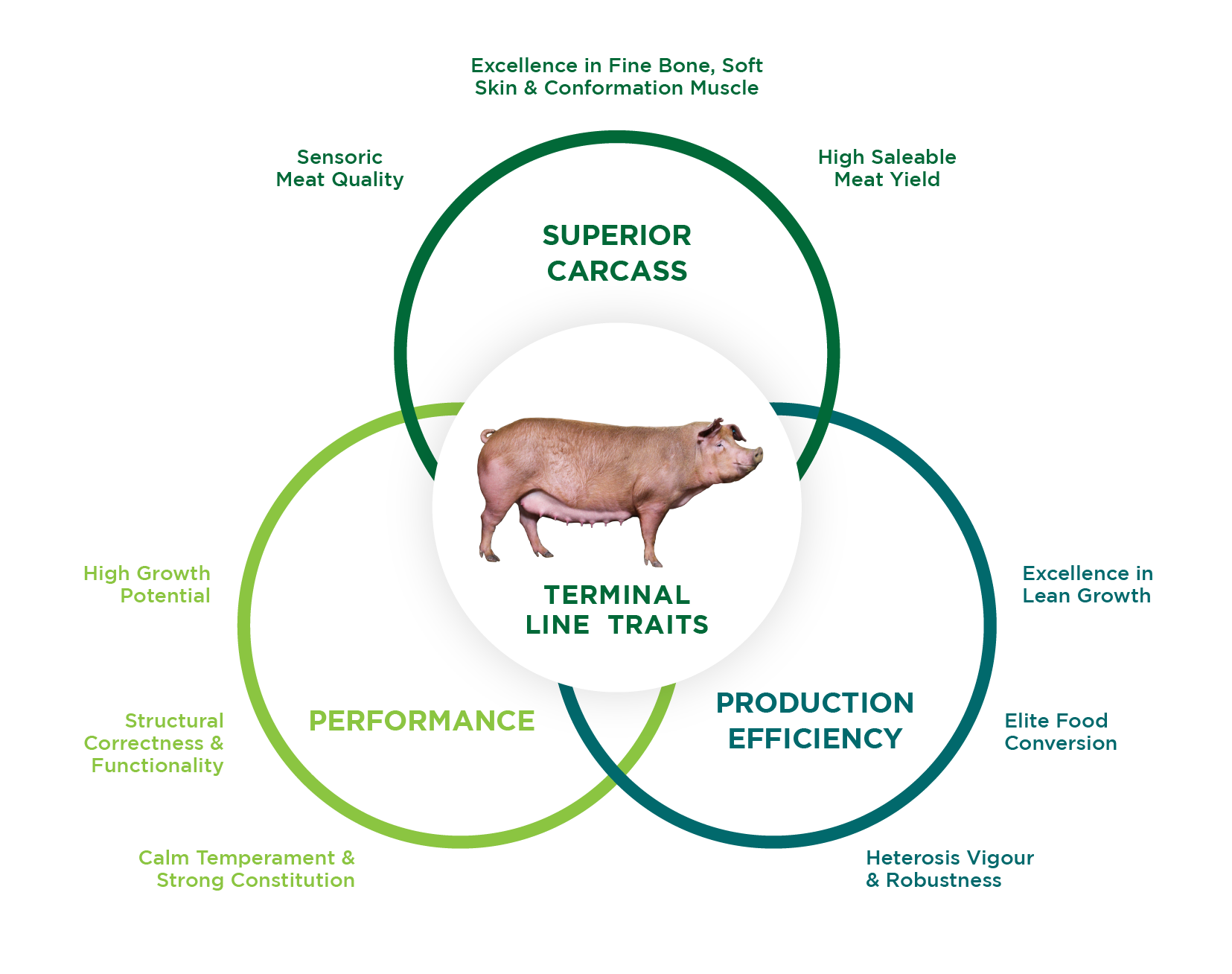 Myora_terminal_traits | MyoraMyora