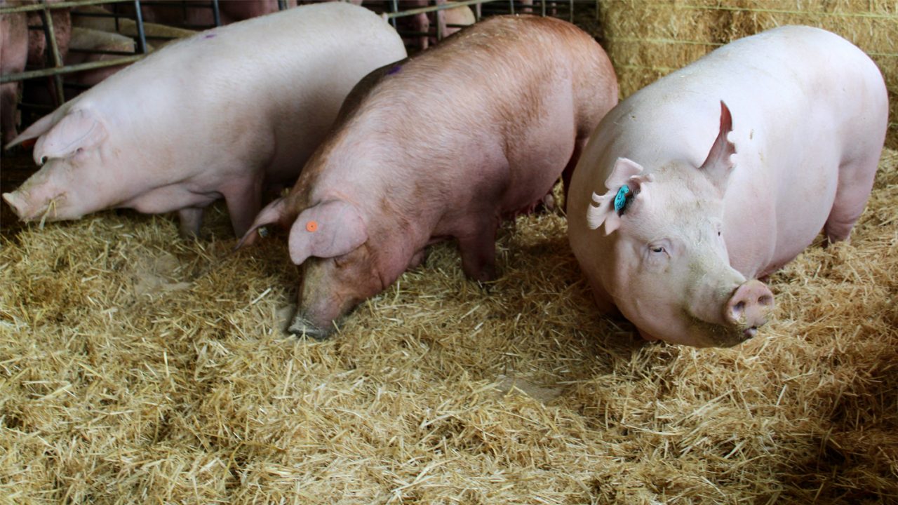 myora-breeds | MyoraMyora