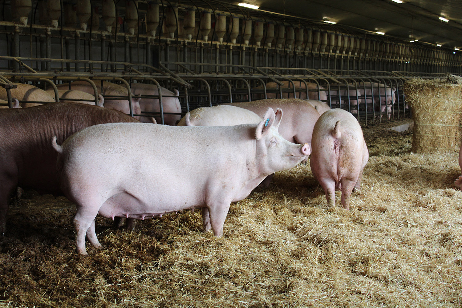 myora-vision | MyoraMyora