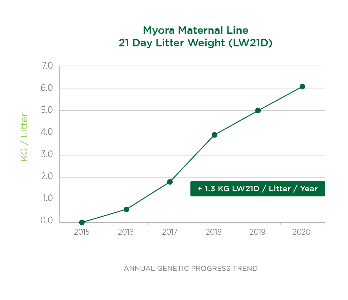 Myora Maternal Line | MyoraMyora