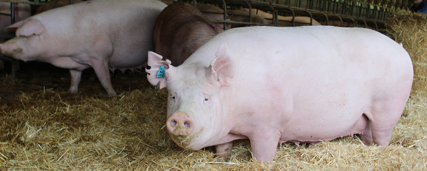 Place an order – Checkout | MyoraMyora